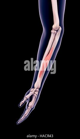 Illustration of the adductor pollicis longus muscle Stock Photo - Alamy