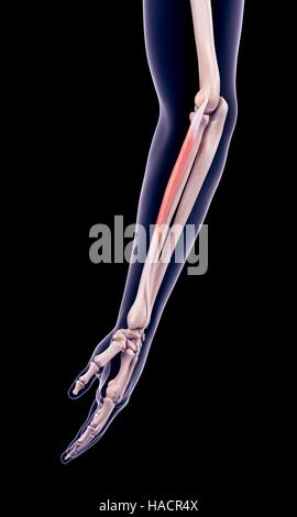 Illustration of the extensor carpi radialis brevis muscle Stock Photo ...