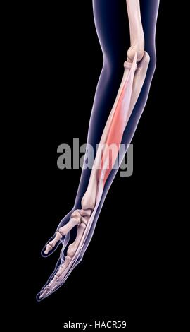 Human arm muscle (extensor digitorum), illustration Stock Photo ...