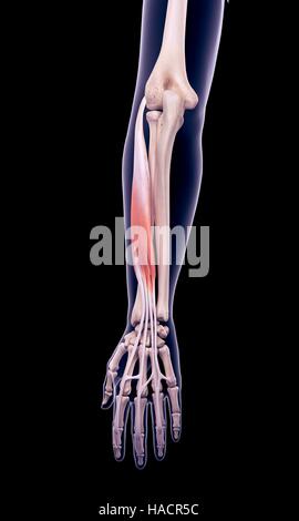 Human arm muscle (extensor digitorum), illustration Stock Photo - Alamy