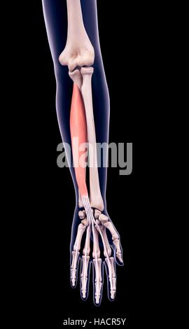 Human flexor digitorum profundus muscle computer artwork Stock Photo ...