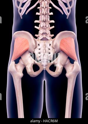 Human muscles (gluteus minimus), illustration Stock Photo - Alamy