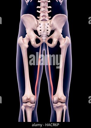 Illustration of the gracilis muscles Stock Photo - Alamy