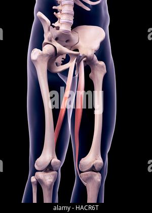 Human muscles (gracilis), illustration Stock Photo - Alamy
