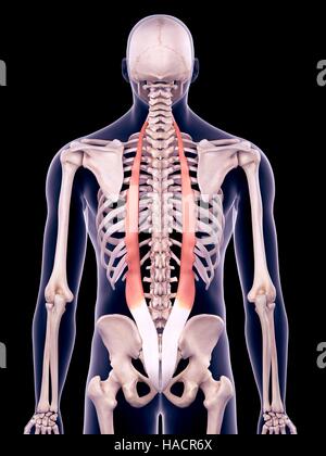 Illustration of the iliocostalis muscles Stock Photo - Alamy