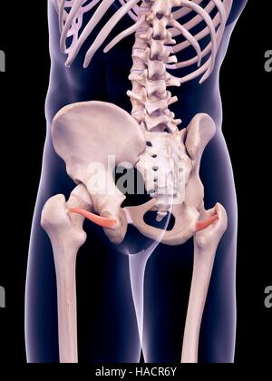 Illustration of the inferior gemellus muscles Stock Photo - Alamy