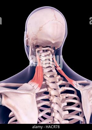 Illustration of the levator scapularis muscles Stock Photo - Alamy