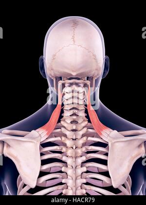 Illustration of the levator scapularis muscles Stock Photo - Alamy