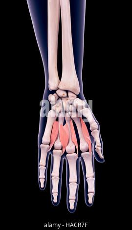 Illustration of the lumbricals muscles Stock Photo - Alamy