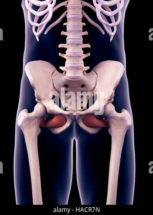 Human muscles (obturator externus), illustration Stock Photo - Alamy
