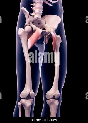 Illustration of the pectineus muscles Stock Photo - Alamy