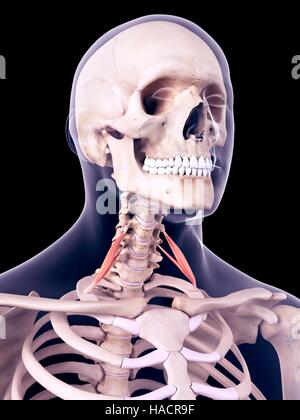 Illustration of the scalene anterior muscles Stock Photo - Alamy