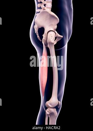 Illustration of the semitendinosus muscle Stock Photo: 126898936 - Alamy