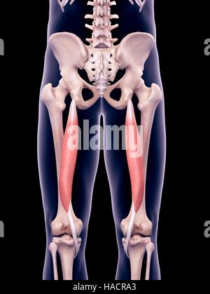 Illustration of the semitendinosus muscles Stock Photo - Alamy
