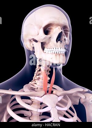 Illustration of the sternothyroid muscles Stock Photo - Alamy