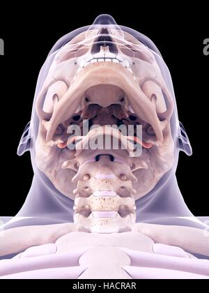 Illustration of the stylohyoid muscle Stock Photo: 126899016 - Alamy
