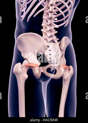 Illustration of the superior gemellus muscles Stock Photo - Alamy