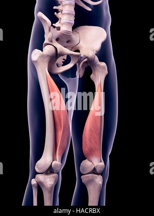 Illustration of the vastus medialis muscles Stock Photo - Alamy
