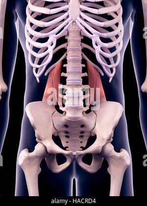 Illustration of the quadratus lumborum muscles Stock Photo - Alamy