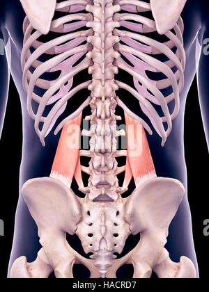Illustration of the quadratus lumborum muscles Stock Photo - Alamy