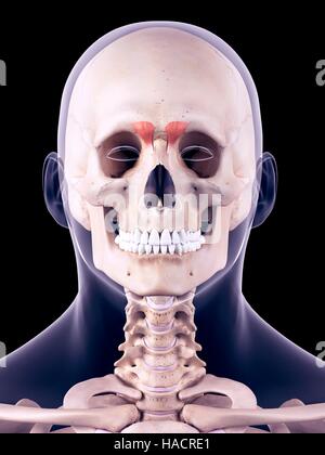 Illustration of the depressor supercilii muscle Stock Photo - Alamy