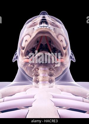 Illustration of the digastric muscles Stock Photo - Alamy