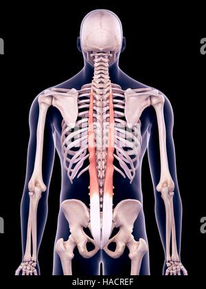 Illustration of the longissimus thoracic muscles Stock Photo - Alamy