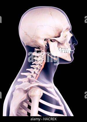 Illustration of the longus colli muscles Stock Photo - Alamy