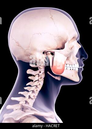 Illustration of the masseter superior muscle Stock Photo - Alamy