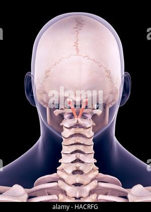 Illustration of the rectus capitis posterior minor muscles Stock Photo ...