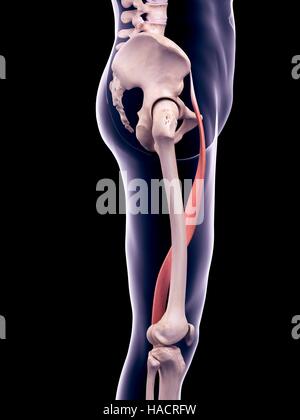 Illustration of the satorius muscle Stock Photo - Alamy