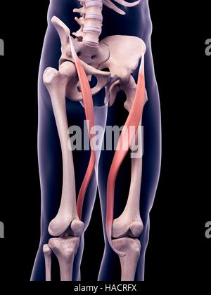 Illustration of the satorius muscle Stock Photo - Alamy
