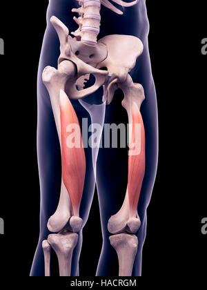 Illustration of the vastus intermedius muscles Stock Photo - Alamy
