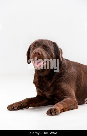 The brown labrador retriever on white Stock Photo - Alamy