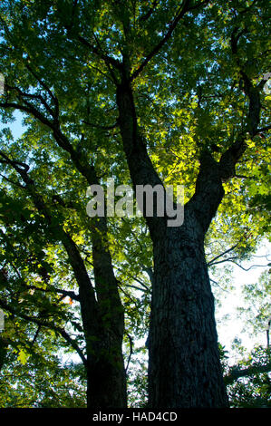 Oak, Great Swamp Management Area, Rhode Island Stock Photo - Alamy