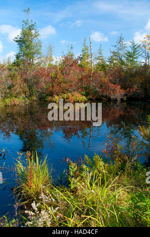 Great Swamp, Great Swamp Management Area, Rhode Island Stock Photo - Alamy