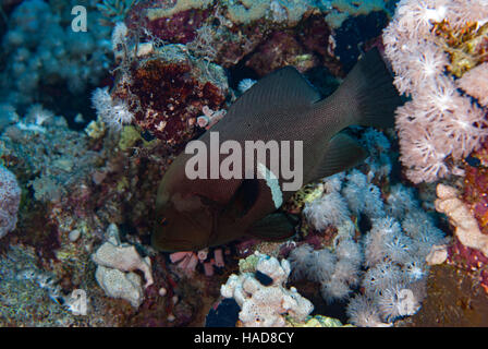 Redmouth grouper fish, Aethaloperca rogaa, with cleaner wrasse, "Red ...