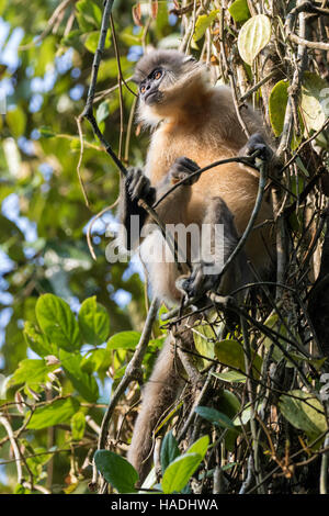 Capped Langur (Trachypithecus pileatus), Gibbon Wildlife Sanctuary ...