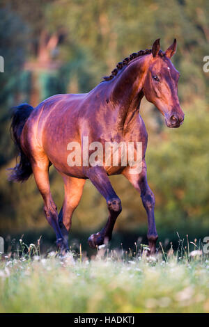 Oldenburg Horse. Bay gelding bucking on a meadow. Germany Stock Photo ...