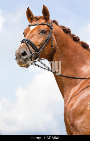 Wuerttemberg Warmblood. Portrait of chestnut gelding in flowering rape ...