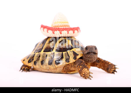 Hermann's tortoise wearing hat against white background Stock Photo - Alamy