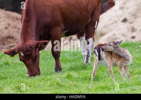 Fallow Deer (Dama dama). Fawn being adopted by a herd of Domestic ...