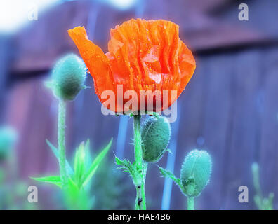 Garden with a pretty Oriental poppy flower blooming in the summer Stock ...