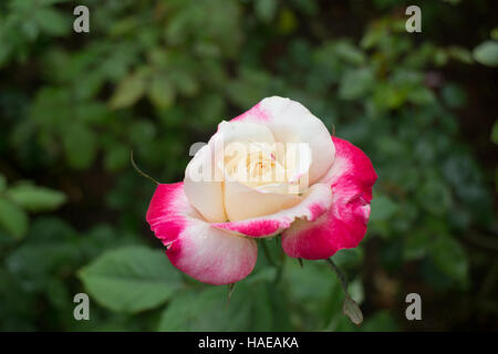 Yellow rose with red tips boldly in the garden, stock photo Stock Photo ...