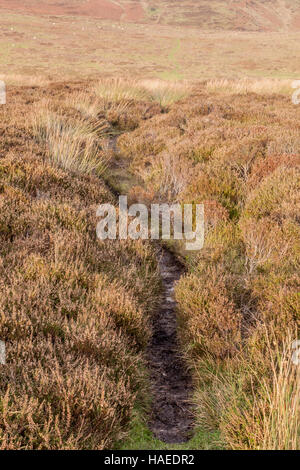 Heather moorland on the Long Mynd looking towards Cordon Hill ...