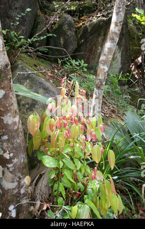 Ceylon cinnamon -Cinnamon Verum Stock Photo - Alamy