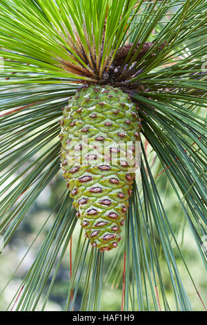 Longleaf pine cone Stock Photo - Alamy