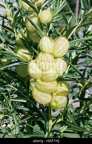 Fruits of the balloonplant (Gomphocarpus physocarpus) or bishop's balls ...