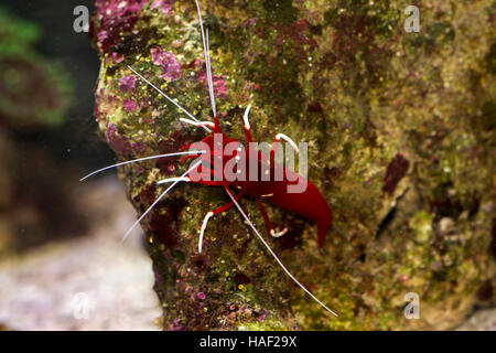 Red shrimp in coral reef Stock Photo - Alamy