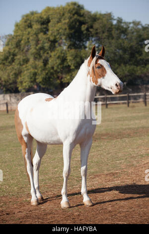 Horses pony's in open stable fields summers day Stock Photo - Alamy